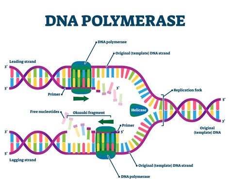 What Is Dna Polymerase