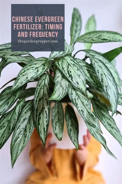 Chinese Evergreen Fertilizer Timing And Frequency Chinese Evergreen