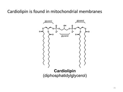 Lipids Ppt Download