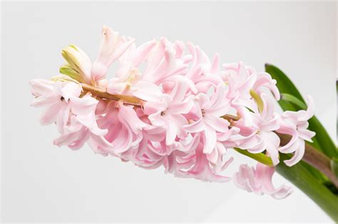 스튜디오 사진에서 흰색 배경에 고립 된 정원 냄비에 만개 한 섬세한 핑크 히아신스 또는 히아신투스 꽃을 닫습니다 0명에 대한 스톡 사진 및 기타 이미지 Istock