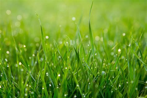 Best Winter Grass Seed Options In 2024
