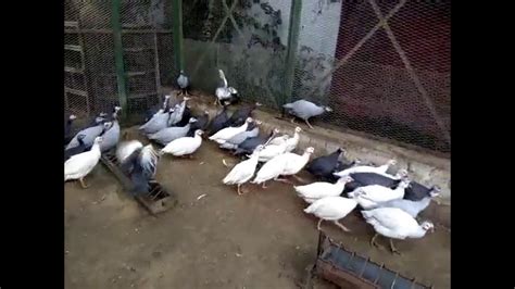 Guinea Fowl Chini Murgi Youtube