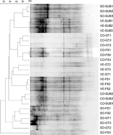 dendrogram of archaeal dgge fi ngerprints based on 16s rdna extracted