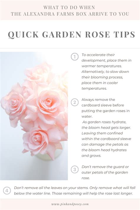 Quick Garden Rose Tips Floral Tips And Tricks In 2022 Quick Garden