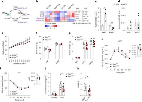 Drp1 Phosphorylation In Obesity A Research Highlight Miriam Valera