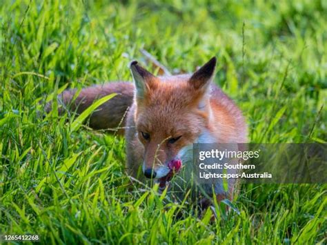 Feral Fox Photos And Premium High Res Pictures Getty Images