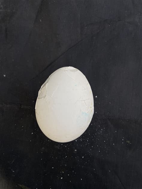 Egg Crack Detection White Eggs Object Detection Dataset By 360digitmg