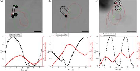 Motion Patterns Of The Differently Shaped Particles Caused By The