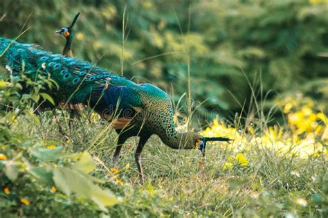 Peacock Walking Freely Stock Image Image Of Bright 133945467