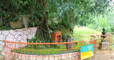 Chain Tree Wayanad Timings History Entry Fee Images And Information