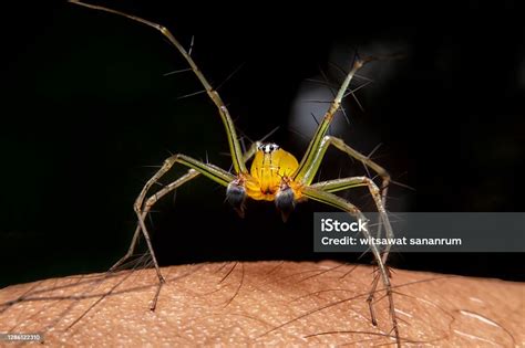 아침에 손에 점프 거미의 가까이 검은 색 배경피부에 노란색 거미의 선택적 초점 0명에 대한 스톡 사진 및 기타 이미지 0명