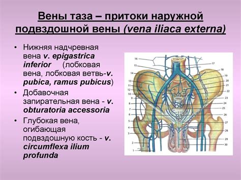 Анатомия венозной системы Online Presentation