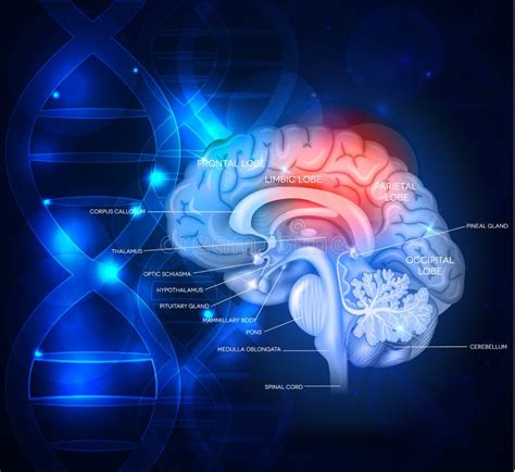 Human Brain Lobes Stock Vector Illustration Of Cross 54986718