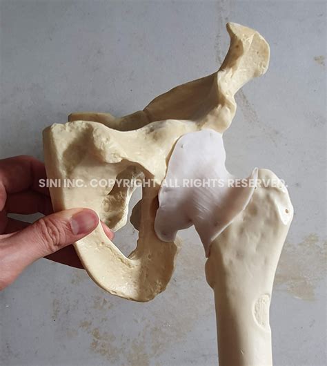 Hip Joint Surgery Trainer Sini Medical Simulation