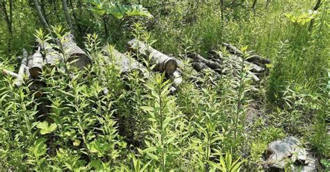 На Львівщині невідомі незаконно вирубали дерева на понад 200 тисяч гривень — Lviv Media