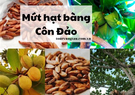 Mứt Hạt Bàng Côn Đảo Đặc Sản Thơm Ngon Của Vùng đất Tâm Linh Tour