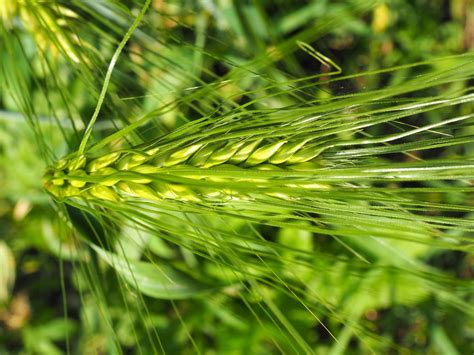 Free Images Tree Nature Branch Field Lawn Barley Grain Leaf