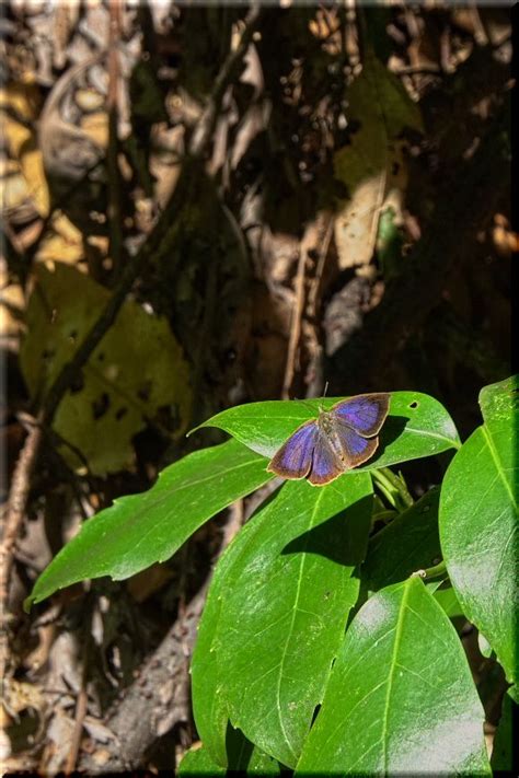 Insect