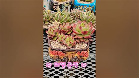 티엠군생 가격이 많이 착해졌어요 다육들의향연 영탁오드리화분부산여행 Youtube
