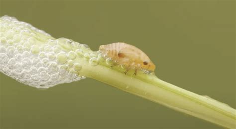 How To Get Rid Of Spittlebugs The Ultimate Diy Spittle Bug Control