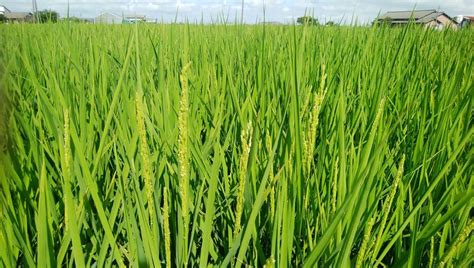 極早生品種葉月みのり 新潟のお米屋壱成 blog