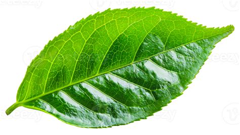 Fresh Green Leaf Cut Out Stock 45913379 Png