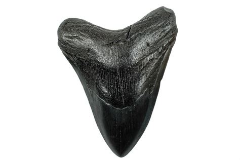 500 Fossil Megalodon Tooth South Carolina River Meg 265036 For