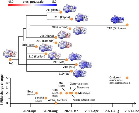 Frontiers Omicron Spike Protein Has A Positive Electrostatic Surface