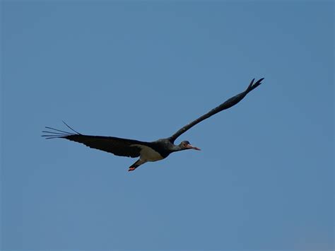 ナベコウⅡ ピース君の野鳥観察のブログ