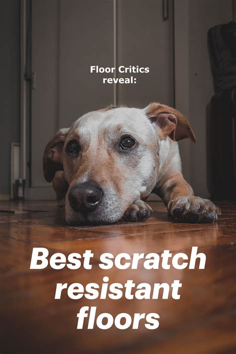 22 Best Flooring For Pets Ideas Pets Best Flooring Dogs