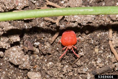 Getting Rid Of Chiggers Tips For Controlling Chigger Bugs In The