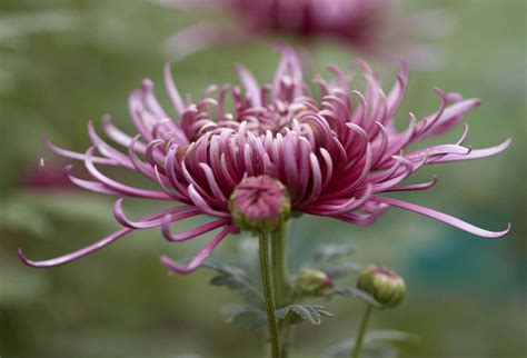 Gardening 101 Chrysanthemums Gardenista