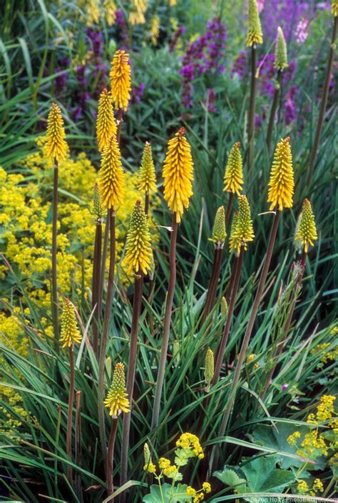 Kniphofia Citrina Summer Dry Celebrate Plants In Summer Dry Gardens