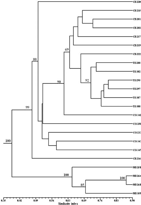 Upgma Dendrogram Of Similarity Index Showing The Genetic Similarities