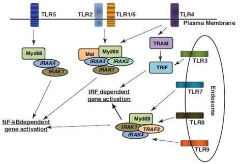 선천면역내재면역에서 톨 유사수용체tlrs 네이버 블로그