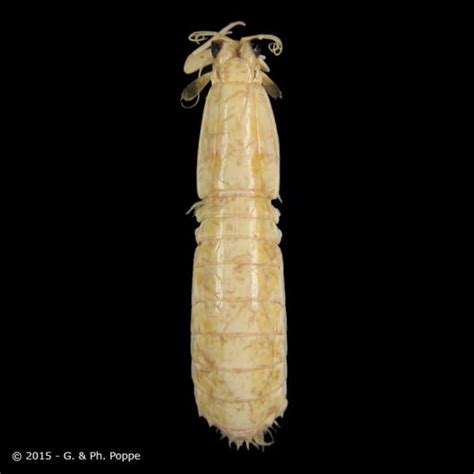 Odontodactylus Scyllarus Crustaceology