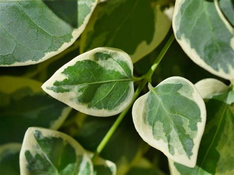 ツルニチニチソウを植えてはいけない理由は重点対策外来種だから対処法も解説 みゆ庭