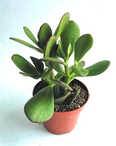 Купить Крассула овата Crassula Ovata Суккулент Кімнатна рослина