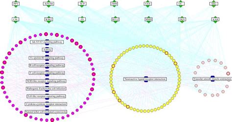 Herb Major Hub Pathway Network Download Scientific Diagram