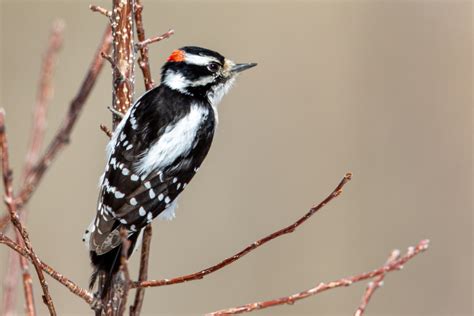 Black Bird With White Spots Global Birding Initiative