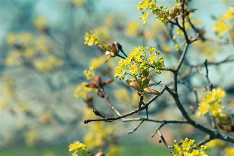 Do Maple Trees Flower Every Year