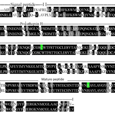 Multiple Alignments Of Cathepsin H Amino Acid Sequences Of Tilapia