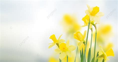 푸른 Bokeh 배경 배너에 정원에서 봄 수선화 정원에서 봄 수선화 사진 및 무료 다운로드를위한 그림 Pngtree