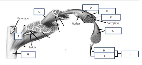 Skeletal Muscle Organization Diagram Quizlet