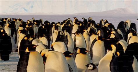 황제 펭귄은 가장 큰 펭귄 종입니다 모든 펭귄과 마찬가지로 그들은 날 수 없지만 강한 수영 선수입니다 황제 펭귄은 남극 대륙의 얼음 위에 산다 사진 Unsplash