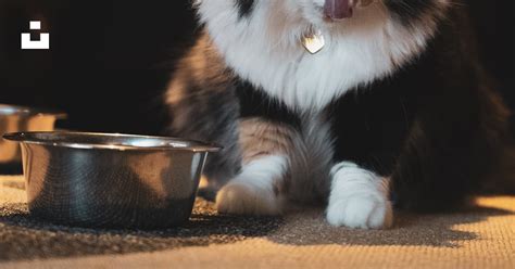 긴 털 흑백 고양이 사진 Unsplash의 무료 스웨덴 이미지