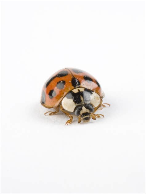 Ladybird Beetle Life Cycle