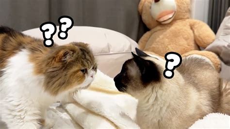 고양이들 소식 새로운 고양이 한 마리가 집에 숨어 있어요 Youtube