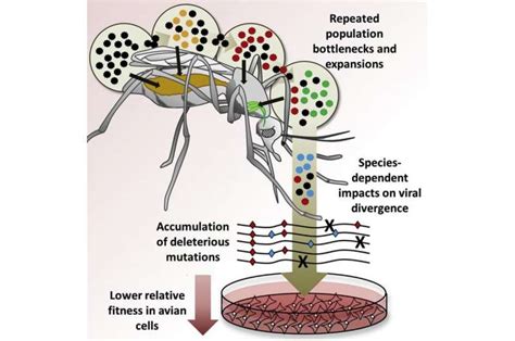 Virus Evolution Differs By Species Of Mosquito Carrier Ebel Lab