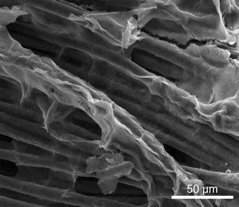 Figure S2 The Low Magnification Sem Image Of Ccvo Download Scientific Diagram